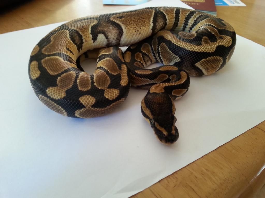 Eastern - Pair Het Caramel Royal Pythons | Reptile Forums