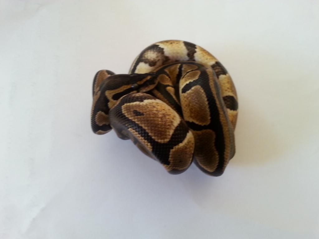 Eastern - Pair Het Caramel Royal Pythons | Reptile Forums
