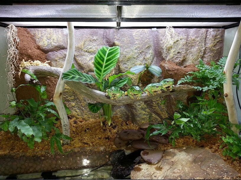 exo terra modifications | Aussie Pythons & Snakes Forum