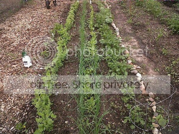 Biointensive Gardening | Survivalist Forum