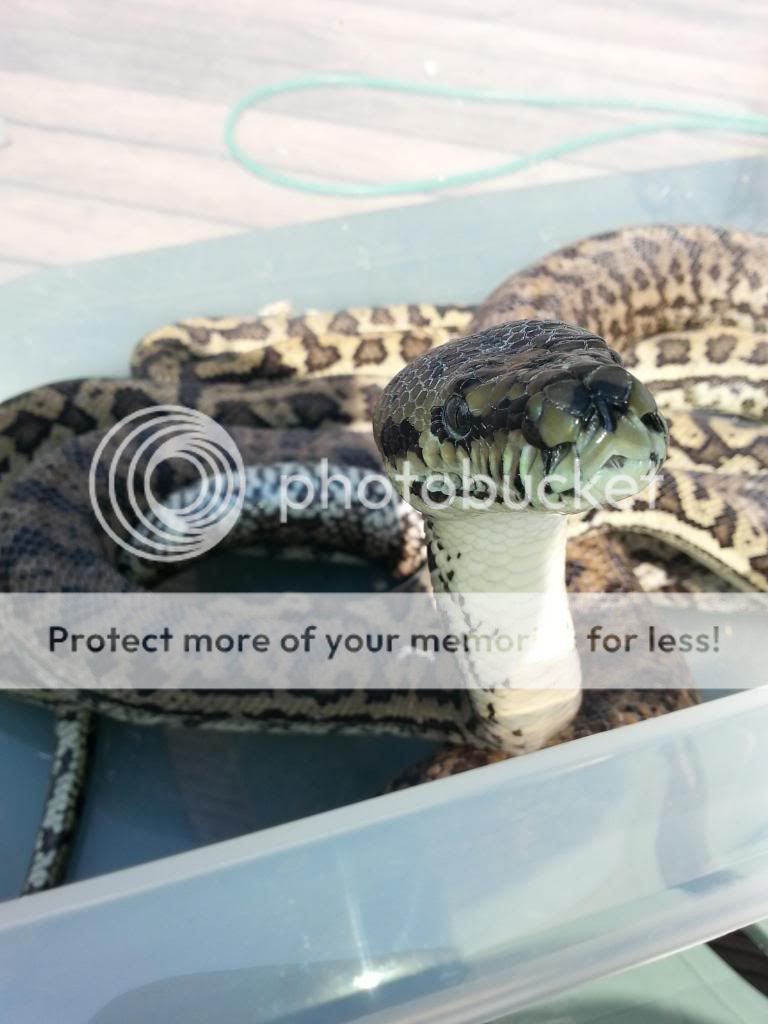 SE England - Coastal Carpet Pythons For Sale | Reptile Forums