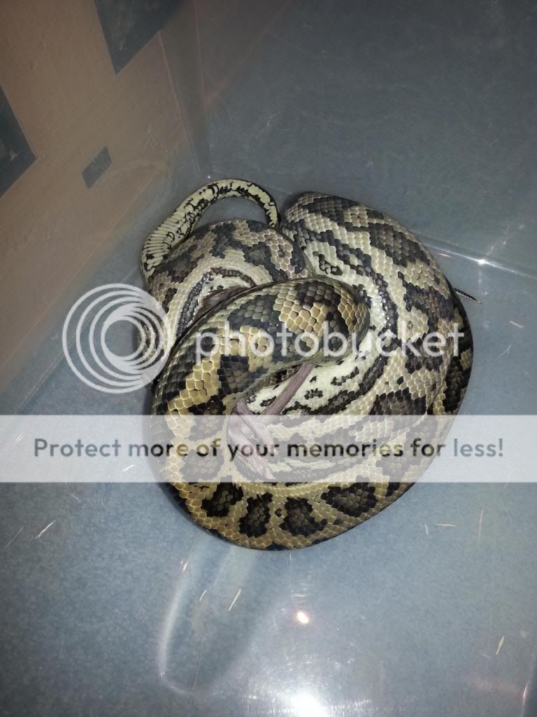 SE England - Coastal Carpet Pythons For Sale | Reptile Forums