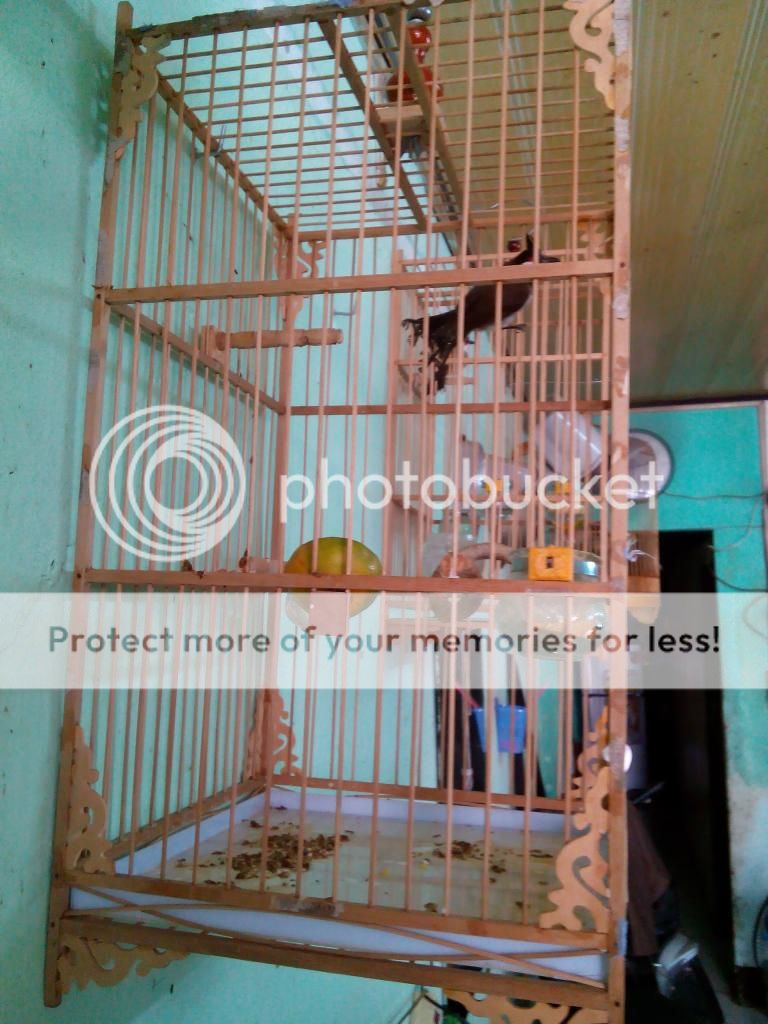 Chim - - Bán Chim + Lồng | 5giay