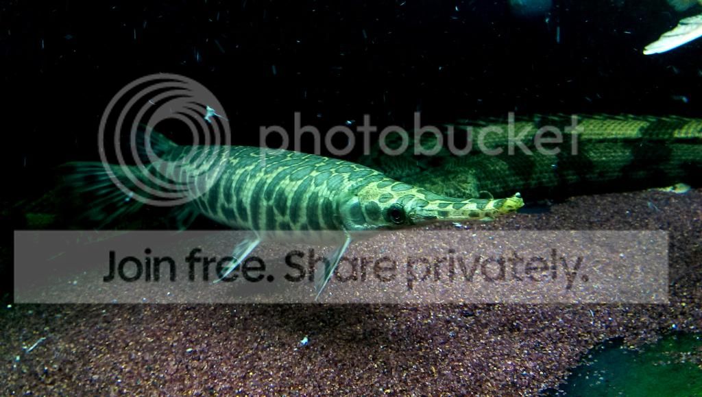 My true spotted gar | MonsterFishKeepers.com