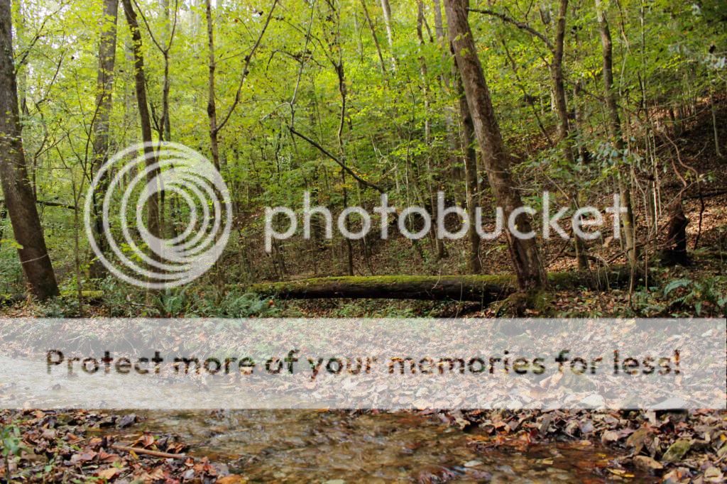 Spotted dusky with lumpy skin and disfigured toes - Field Herp Forum